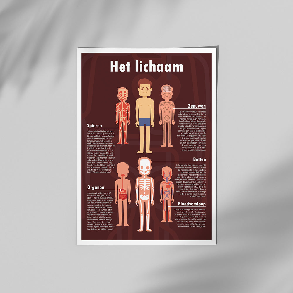 Het menselijk lichaam - Biologie - Prints en posters - Pepperwall Nederland Het menselijk lichaam - Biologie - Prints en posters - Pepperwall Nederland