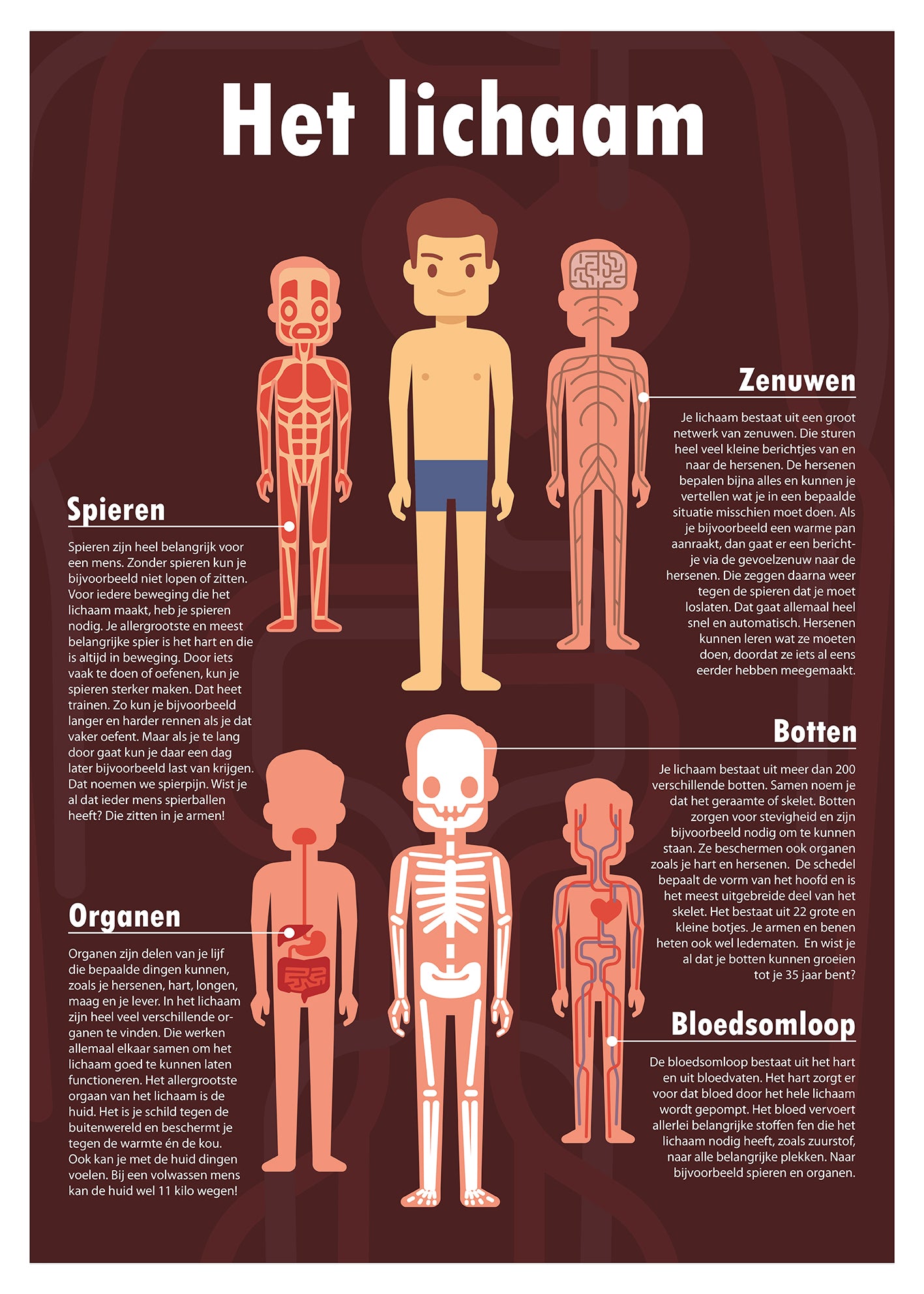 Het menselijk lichaam - Biologie - Prints en posters - Pepperwall Nederland